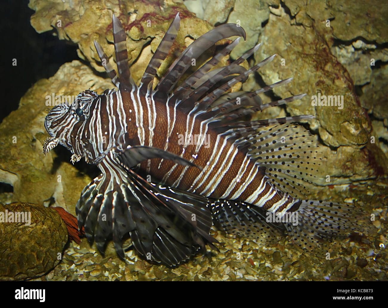 Fish fins gills hi-res stock photography and images - Alamy