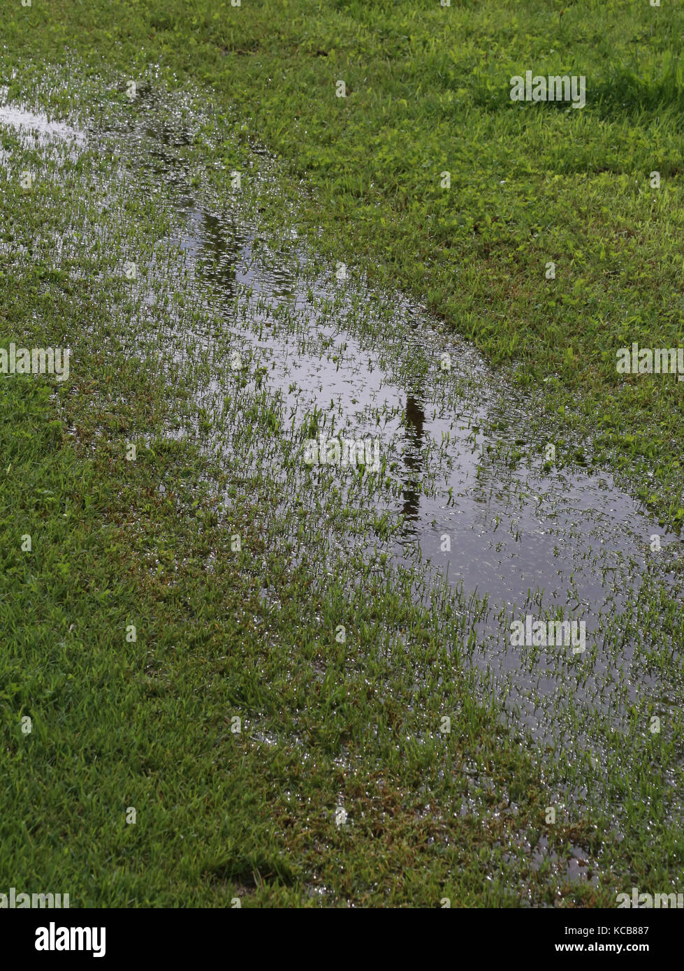 damp soil impregnated with water emerging due to the surface aquifers ...