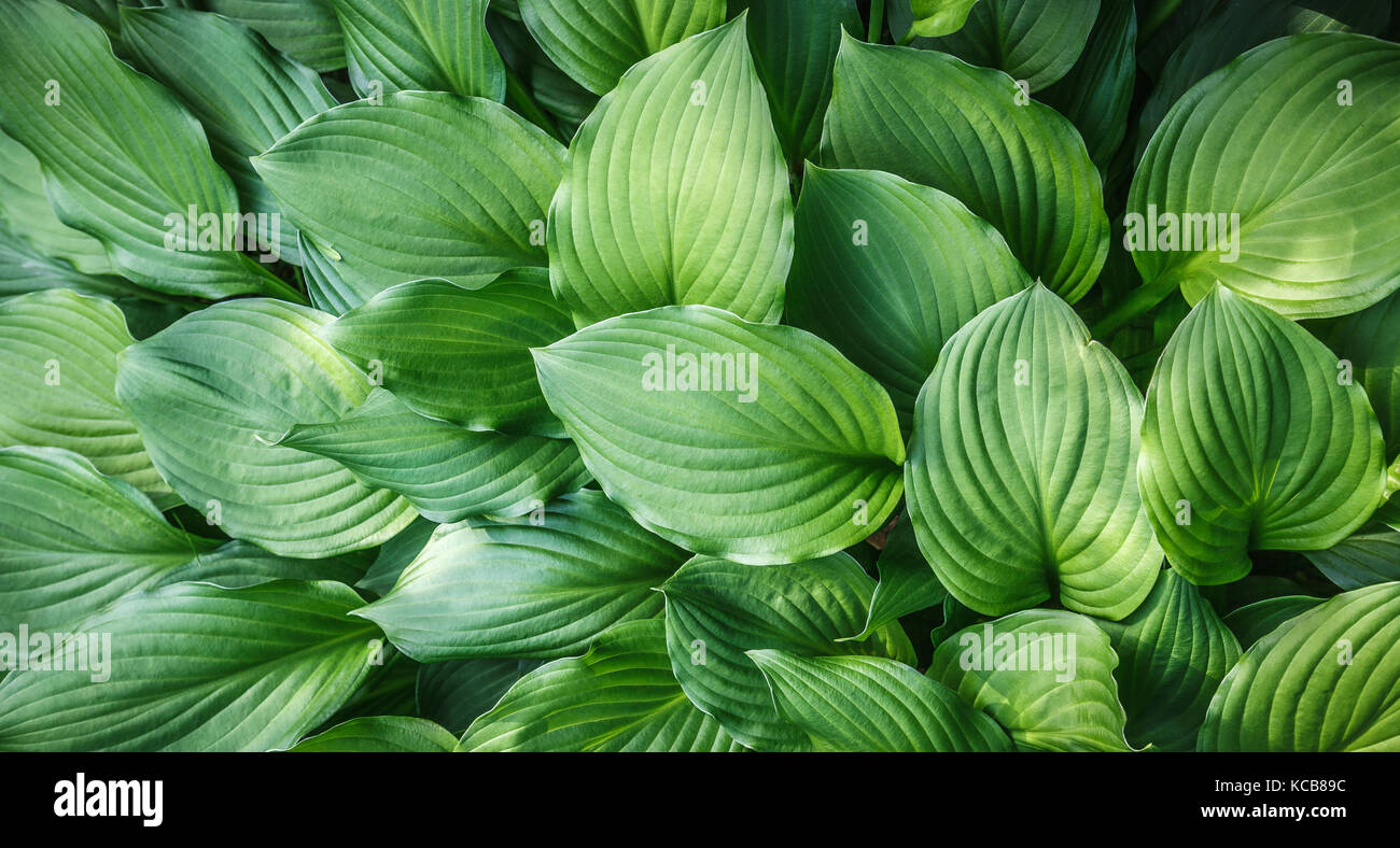 Green leaves with arc-shaped streaks close up natural background Stock ...