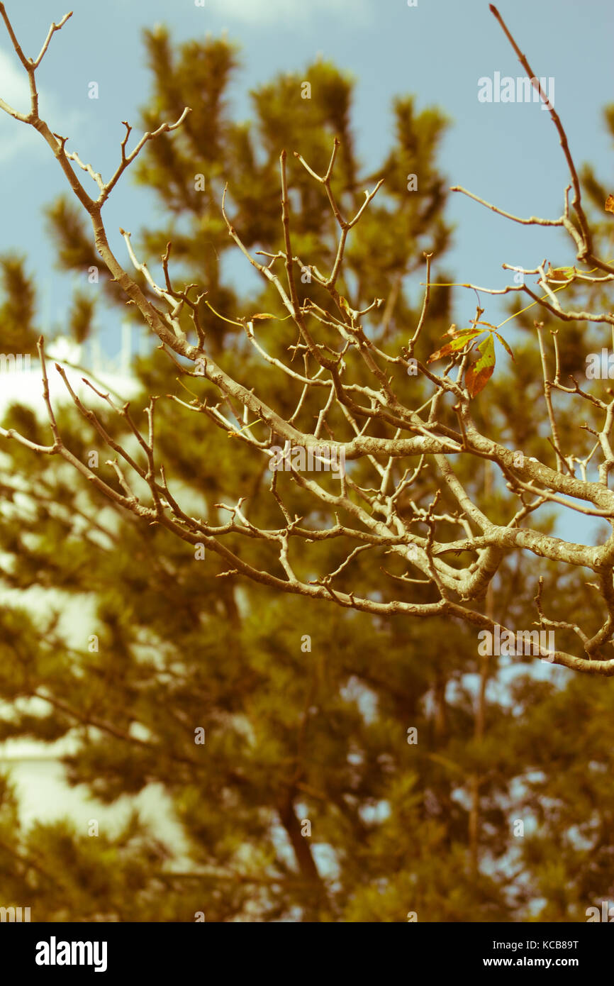 The single branch Stock Photo - Alamy