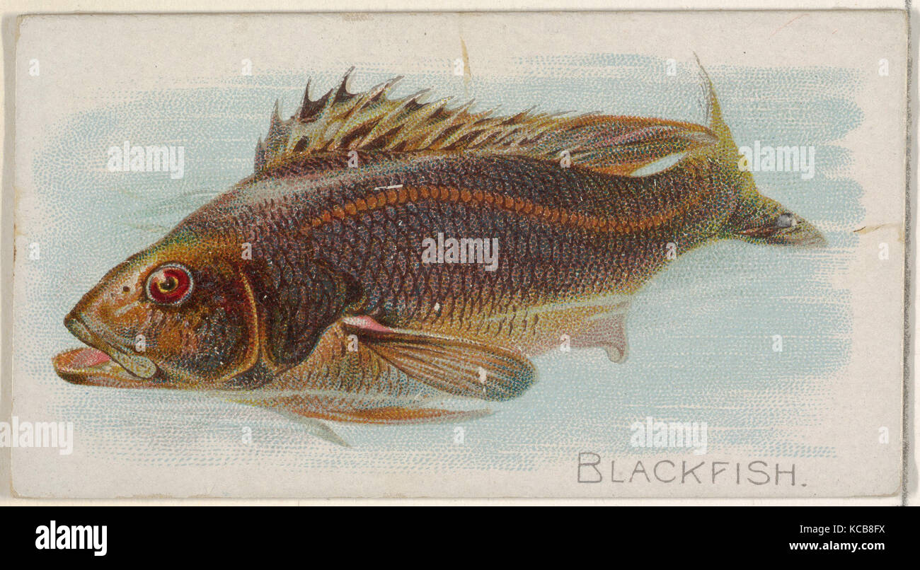 Blackfish, from the Fish from American Waters series (N8) for Allen ...