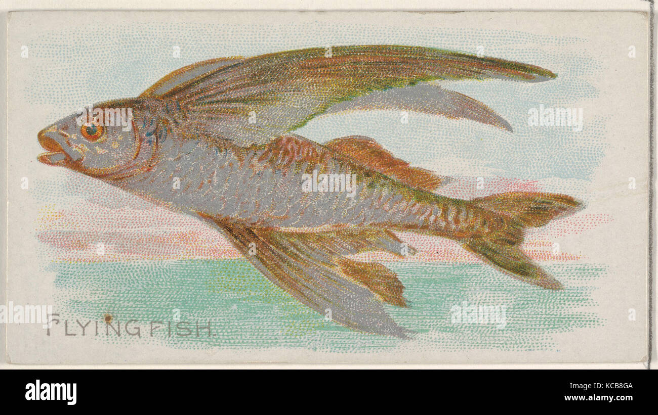 Flying Fish, from the Fish from American Waters series (N8) for Allen ...