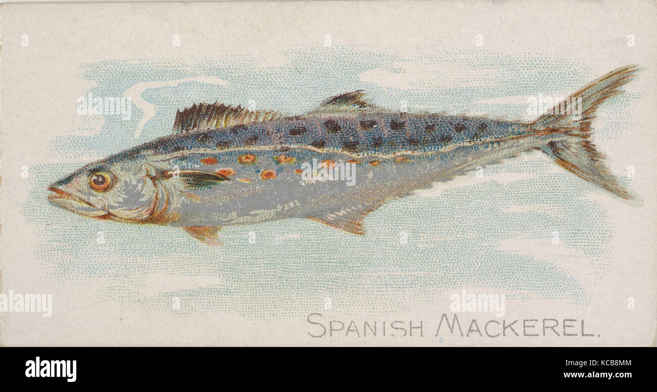 Spanish Mackerel, from the Fish from American Waters series (N8) for ...