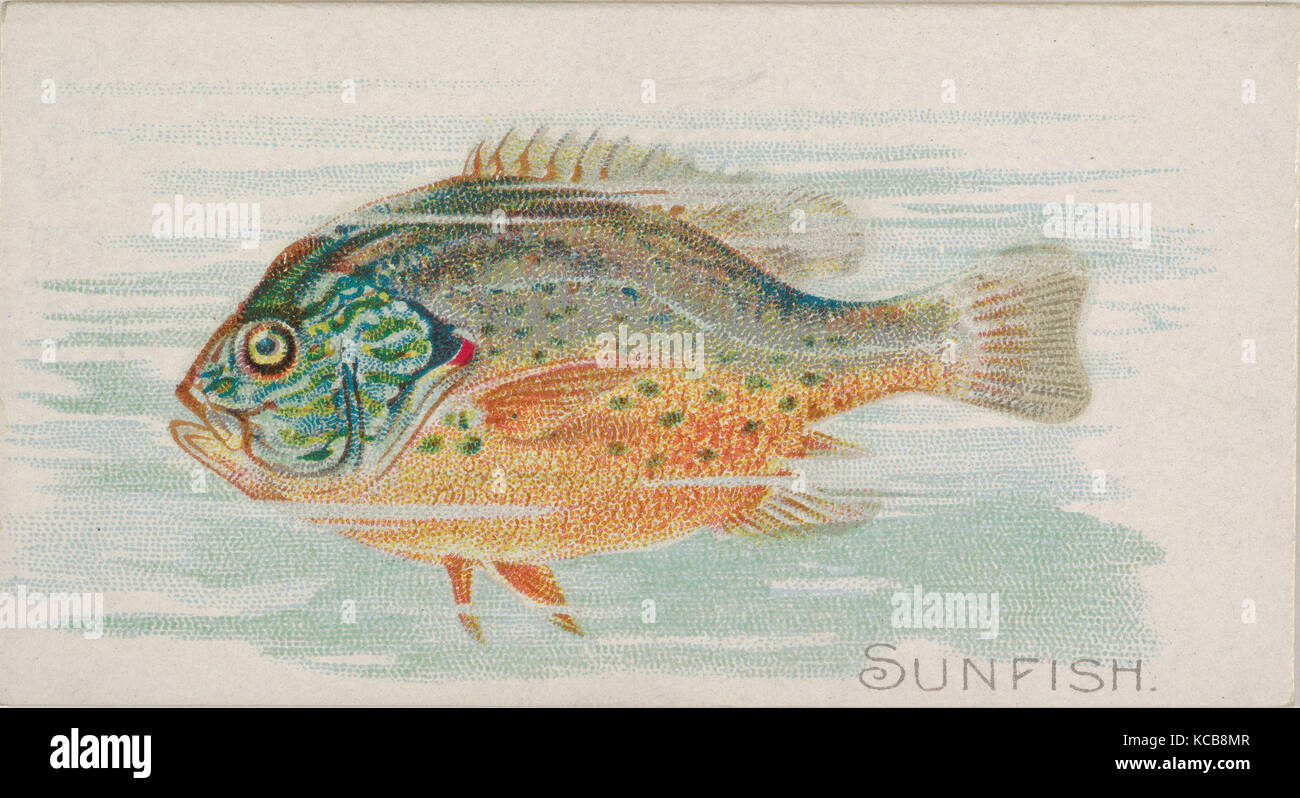 Sunfish, from the Fish from American Waters series (N8) for Allen ...