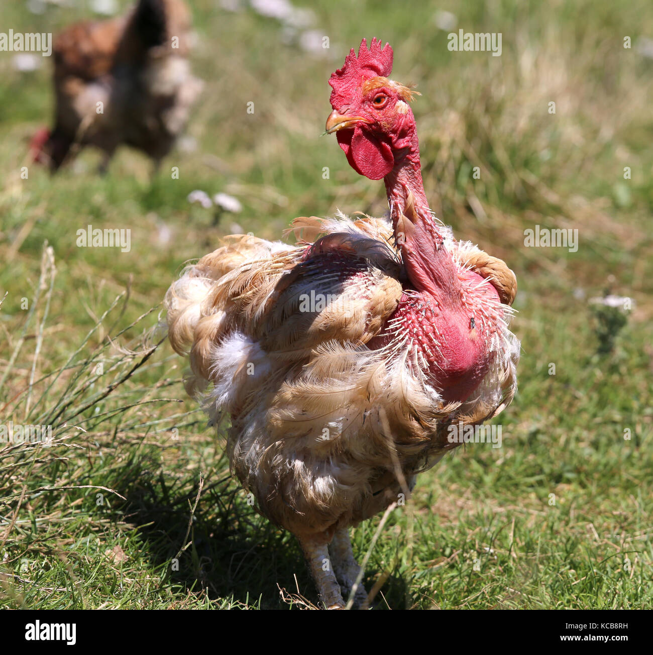 chicken wandering with long spit-neck goes around the chicken coop with ...