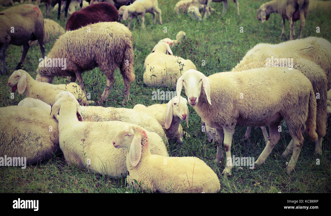 flock with many sheep grazing in the mountains with lomo effect Stock ...