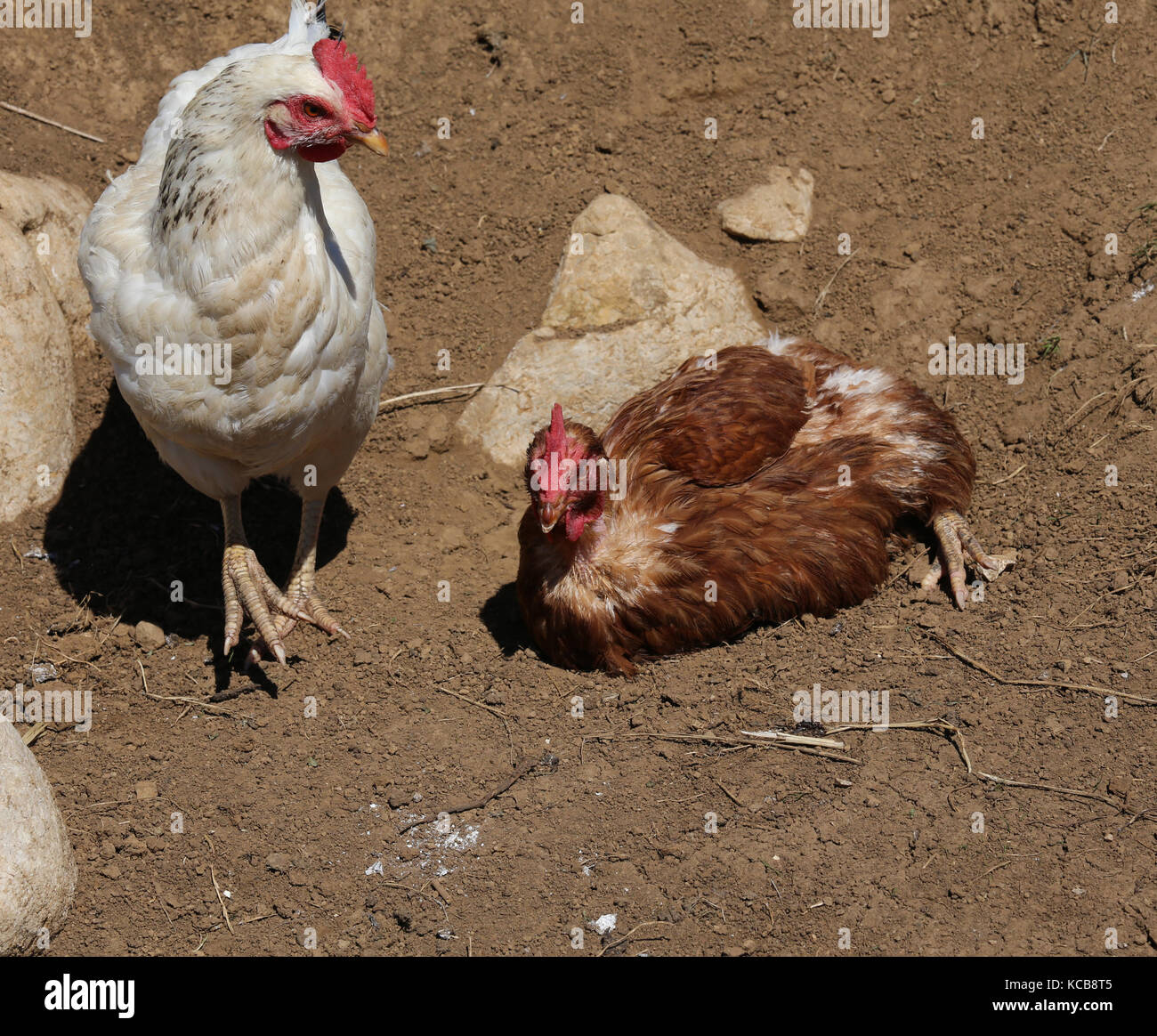 pair of free-range chickens in the henhouse Stock Photo - Alamy