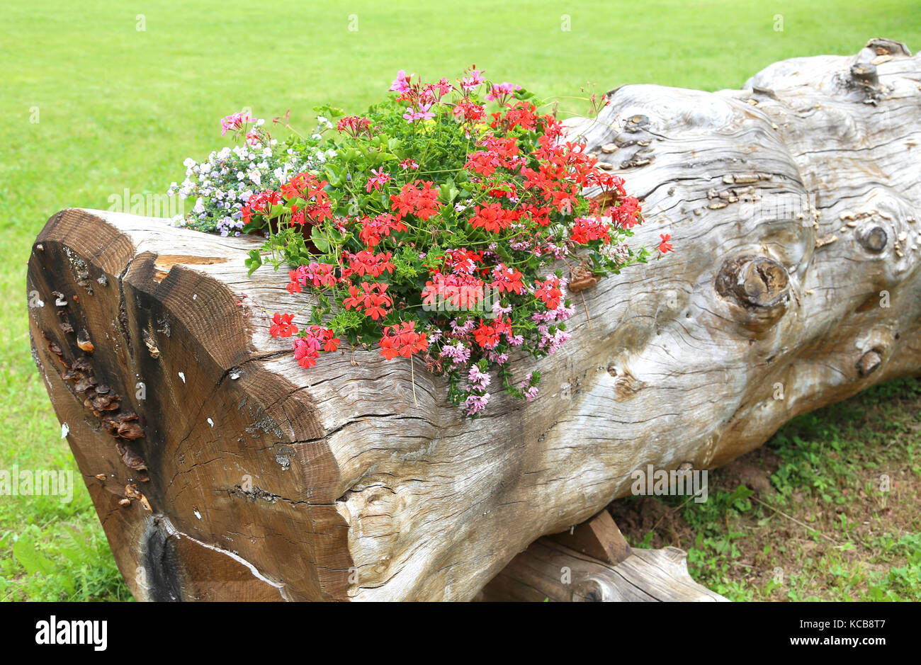 beautiful geraniums inside the large trunk of tree used as a flower pot ...