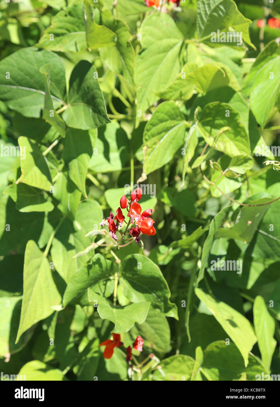 red bean plant flowers during flowering and green leaves Stock Photo ...