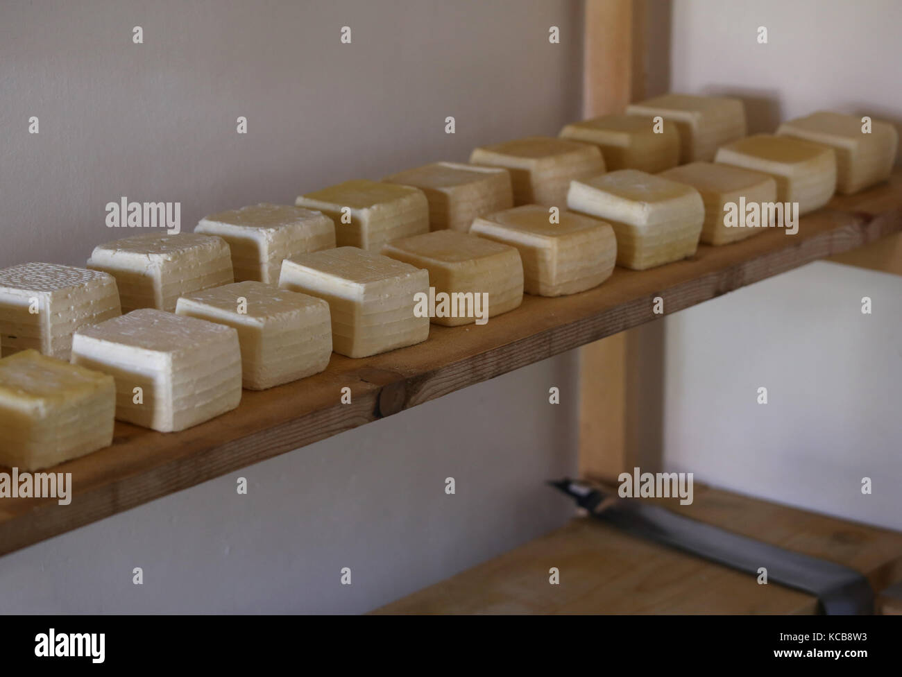 shelf with many forms of fresh cheese during the ripening process in ...