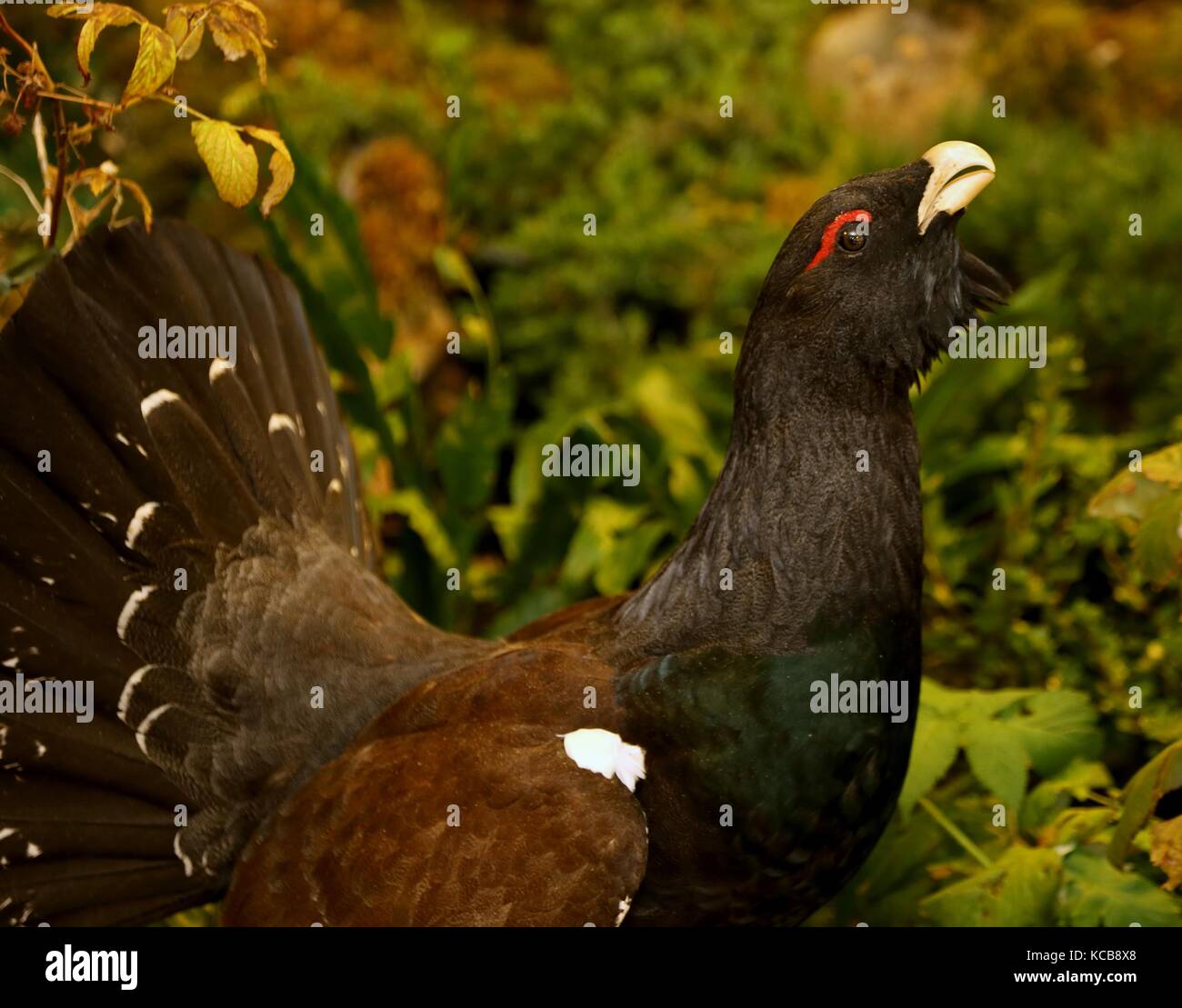 young grouse in the forest in autumn Stock Photo - Alamy