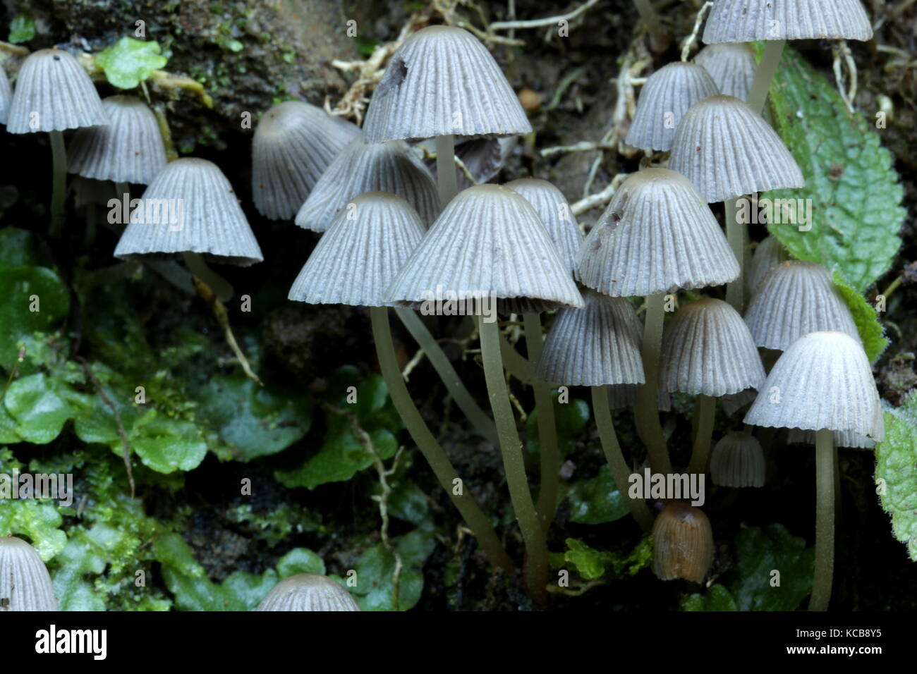 New Zealand bush fungi Stock Photo - Alamy