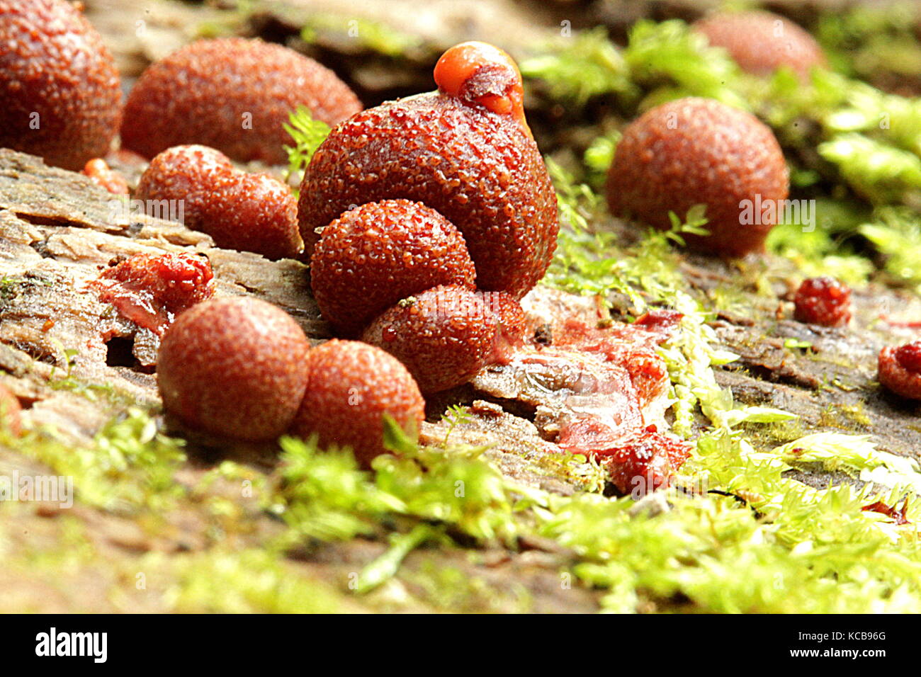 New Zealand bush fungi Stock Photo - Alamy
