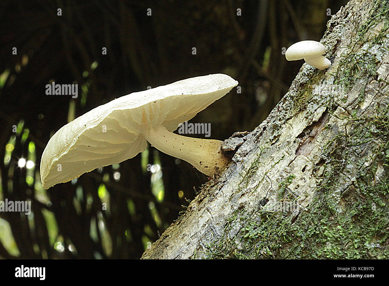 New Zealand bush fungi Stock Photo - Alamy