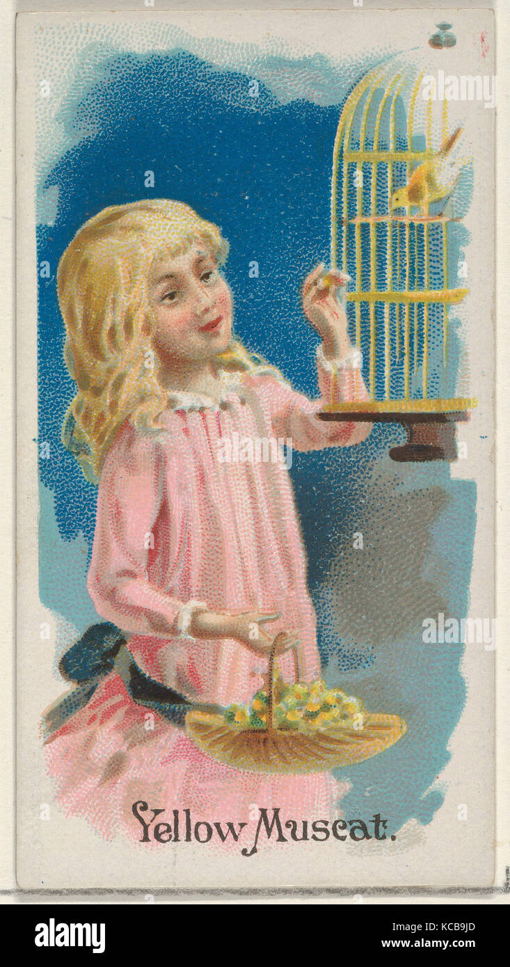 Yellow Muscat, from the Fruits series (N12) for Allen & Ginter ...