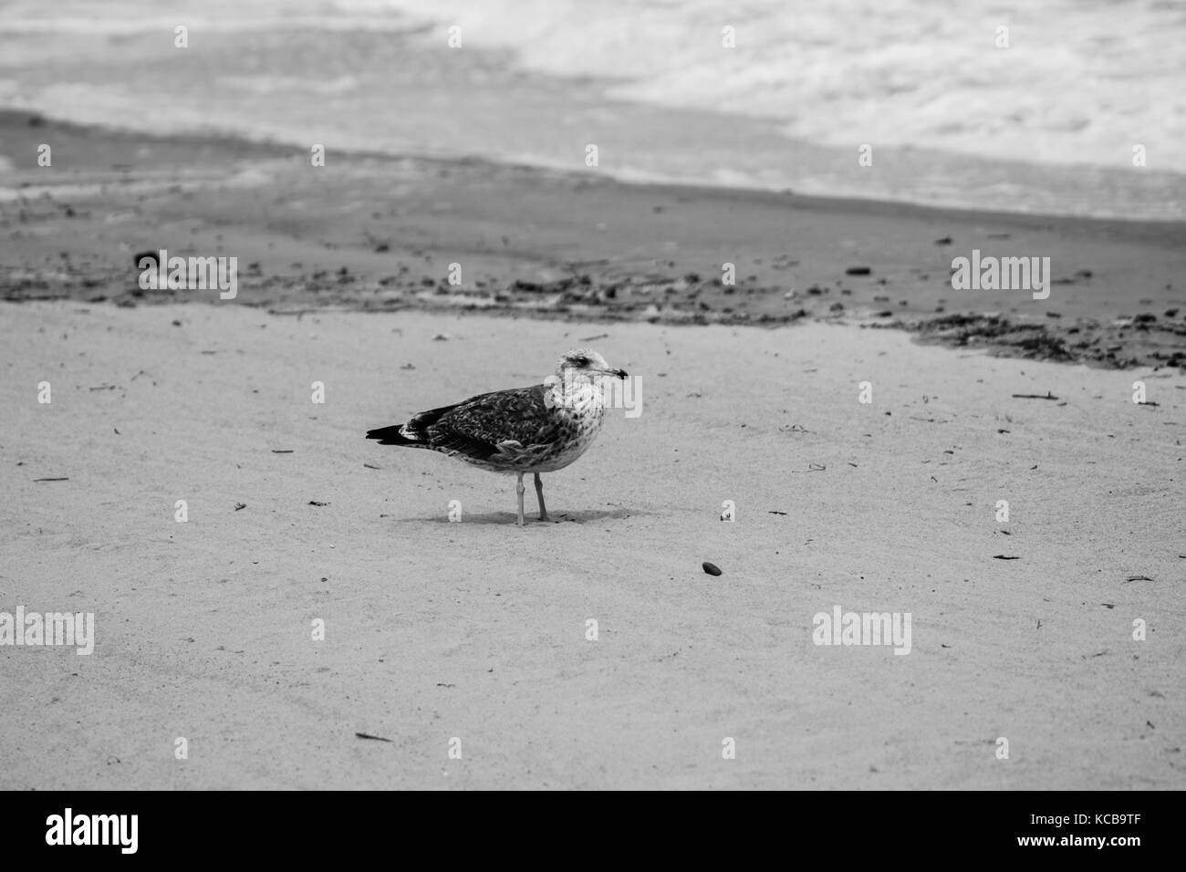 Unique bird in line Black and White Stock Photos & Images - Alamy