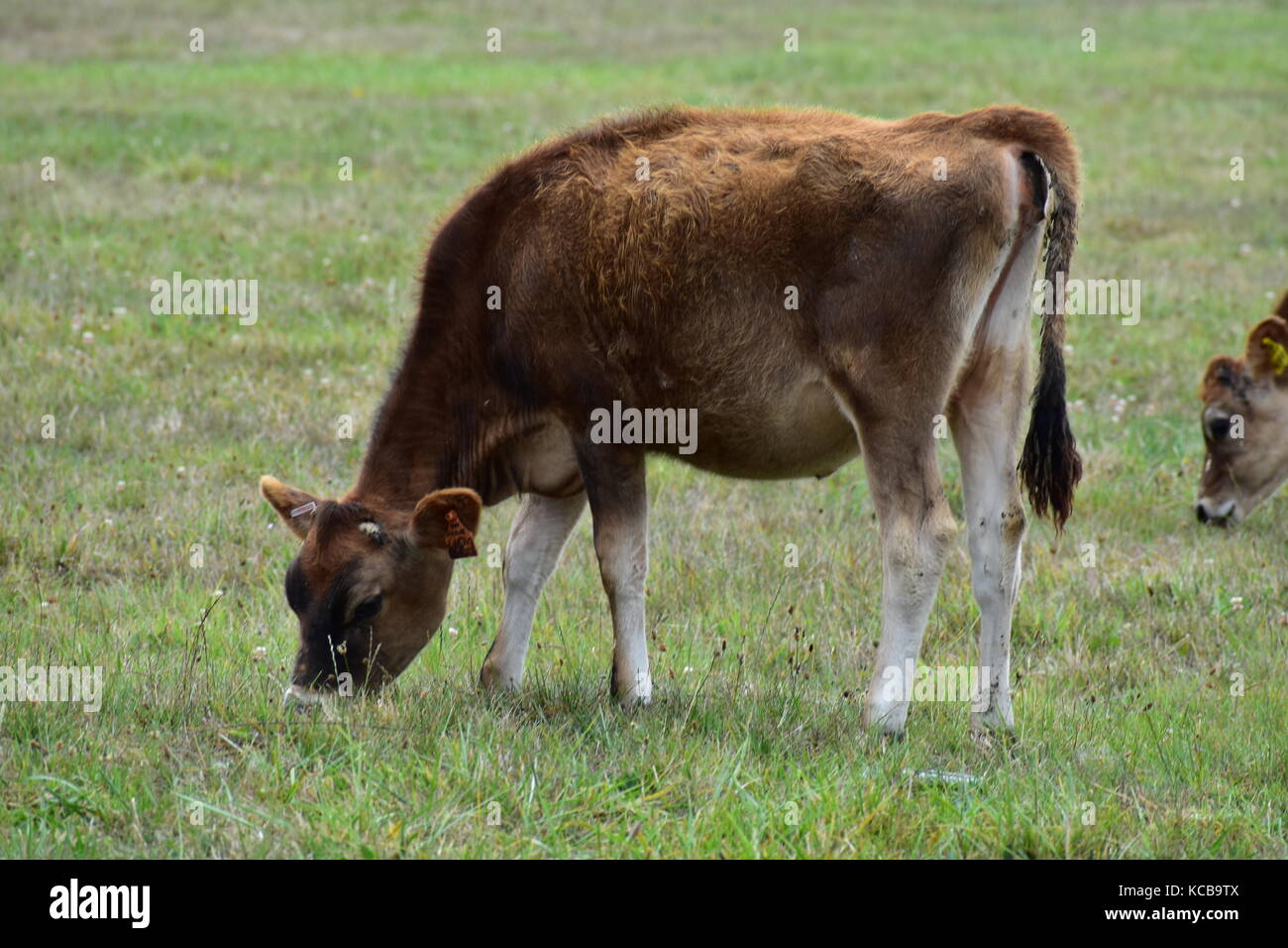 Hungry cow hi-res stock photography and images - Alamy