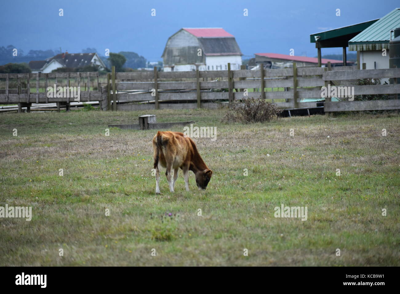 Hungry cow hi-res stock photography and images - Alamy