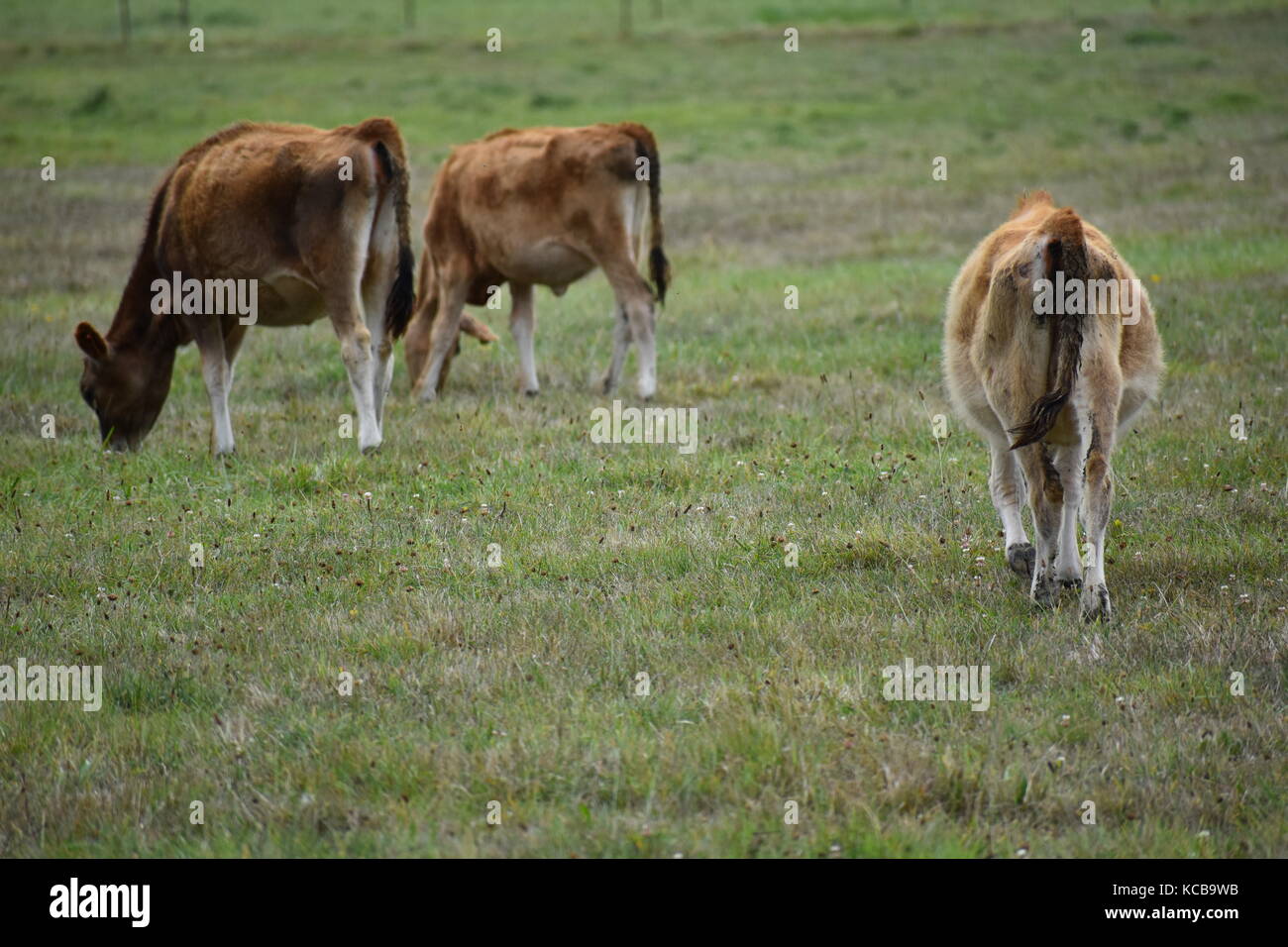 Moo Cows High Resolution Stock Photography and Images - Alamy