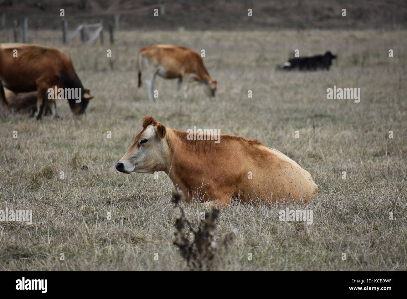 Relaxing cow hi-res stock photography and images - Alamy