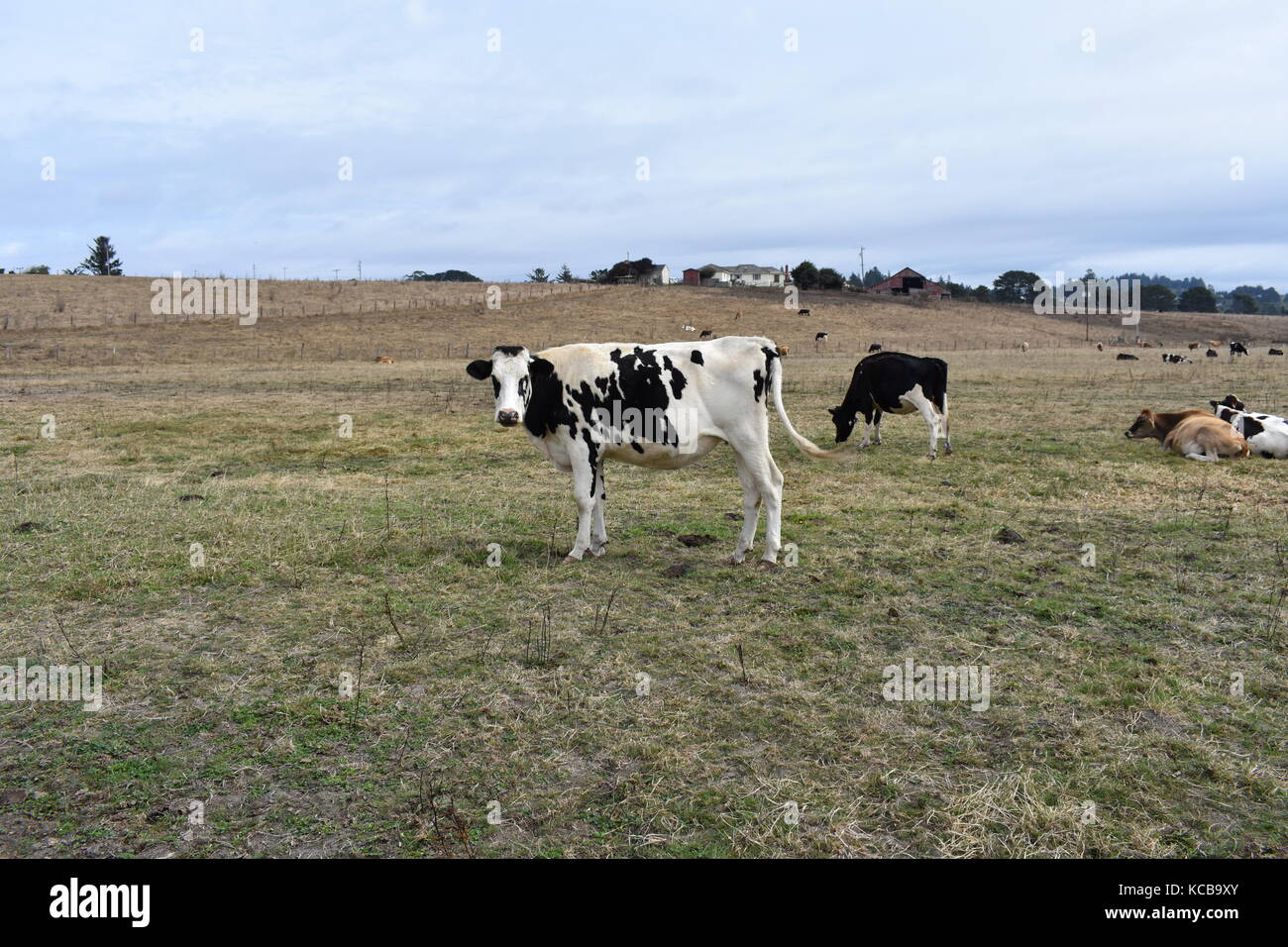 Spotted Cow Cows High Resolution Stock Photography and Images - Alamy