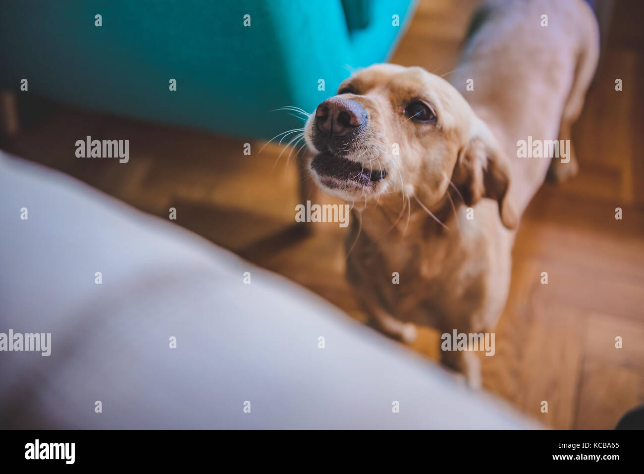 Small yellow dog barking at home Stock Photo - Alamy