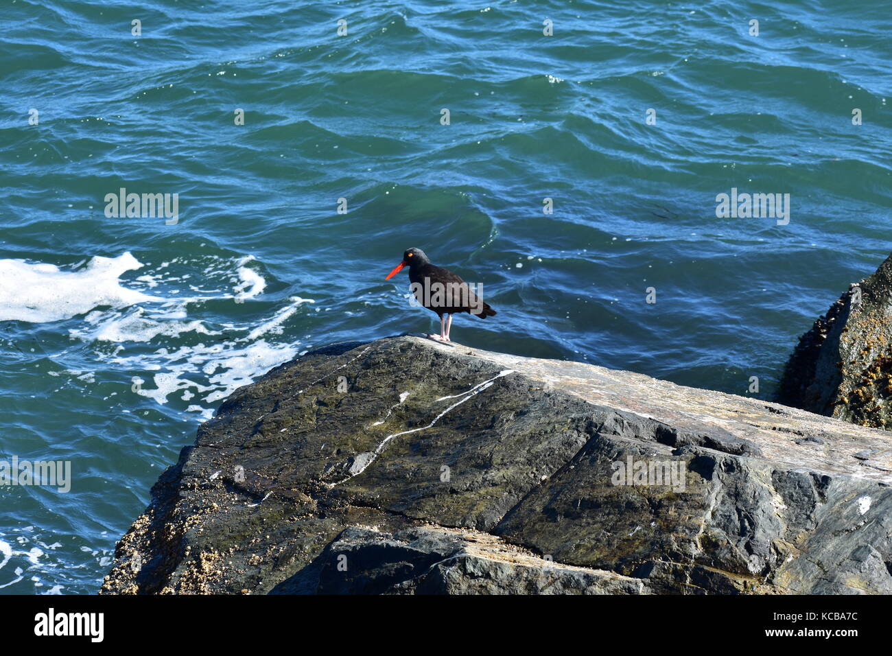 Black Bird with Red Beak Stock Photo - Alamy