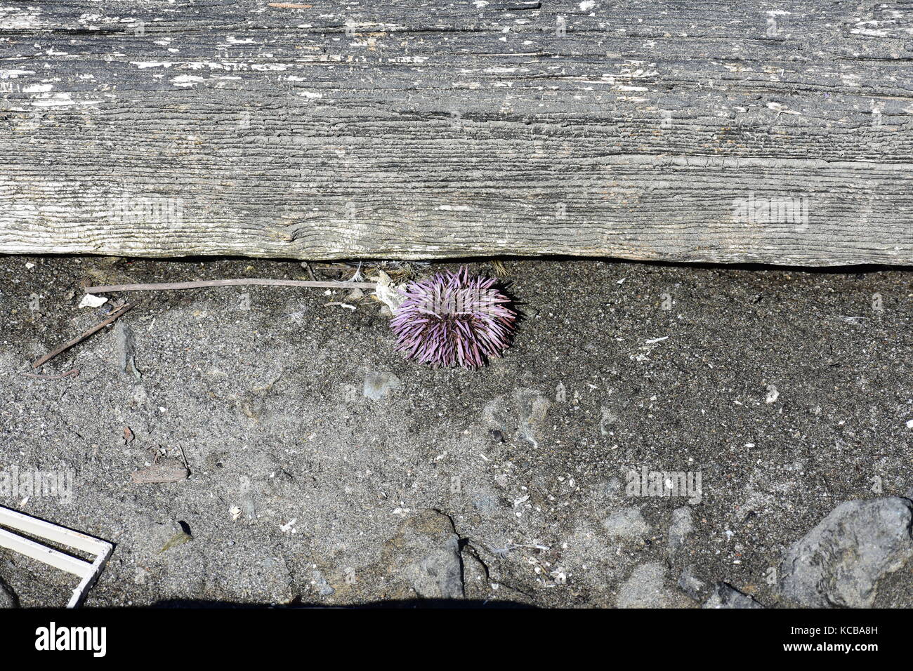 Amoeba hi-res stock photography and images - Alamy