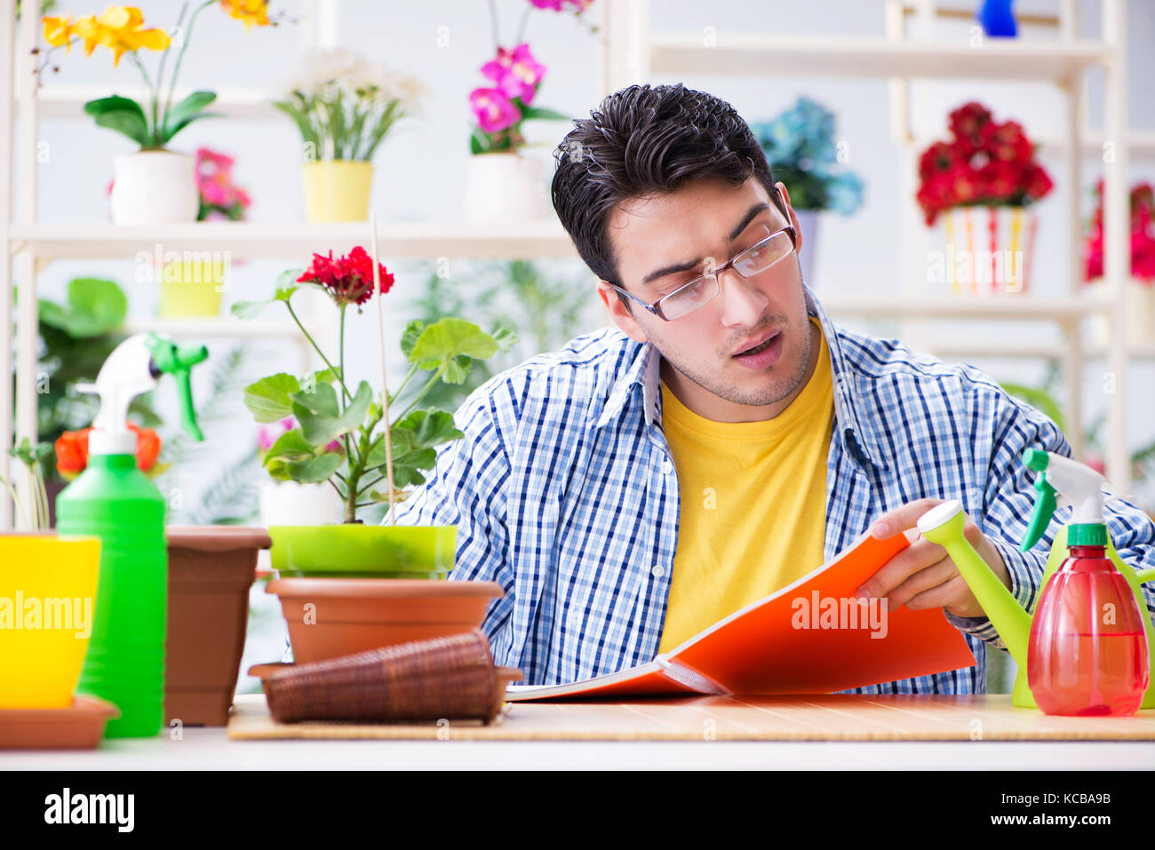 Gardener florist working in a flower shop with house plants Stock Photo ...