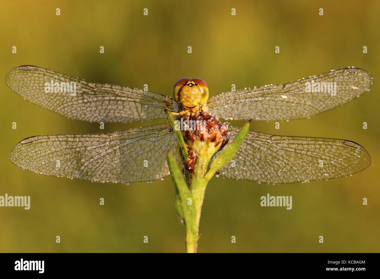 Female Common Darter dragonfly Stock Photo - Alamy