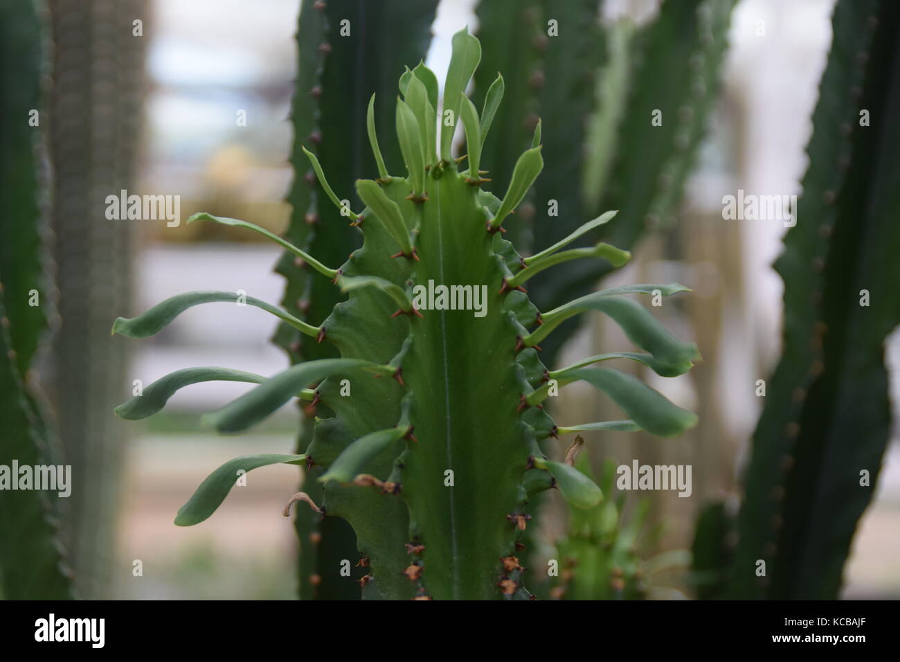 CACTUS TROPICALES close up - cactus tropicals no spikes Stock Photo - Alamy