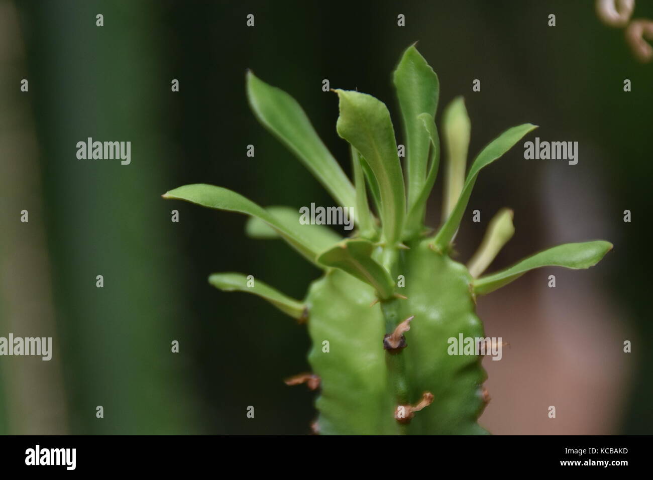 CACTUS TROPICALES close up - cactus tropicals no spikes Stock Photo - Alamy