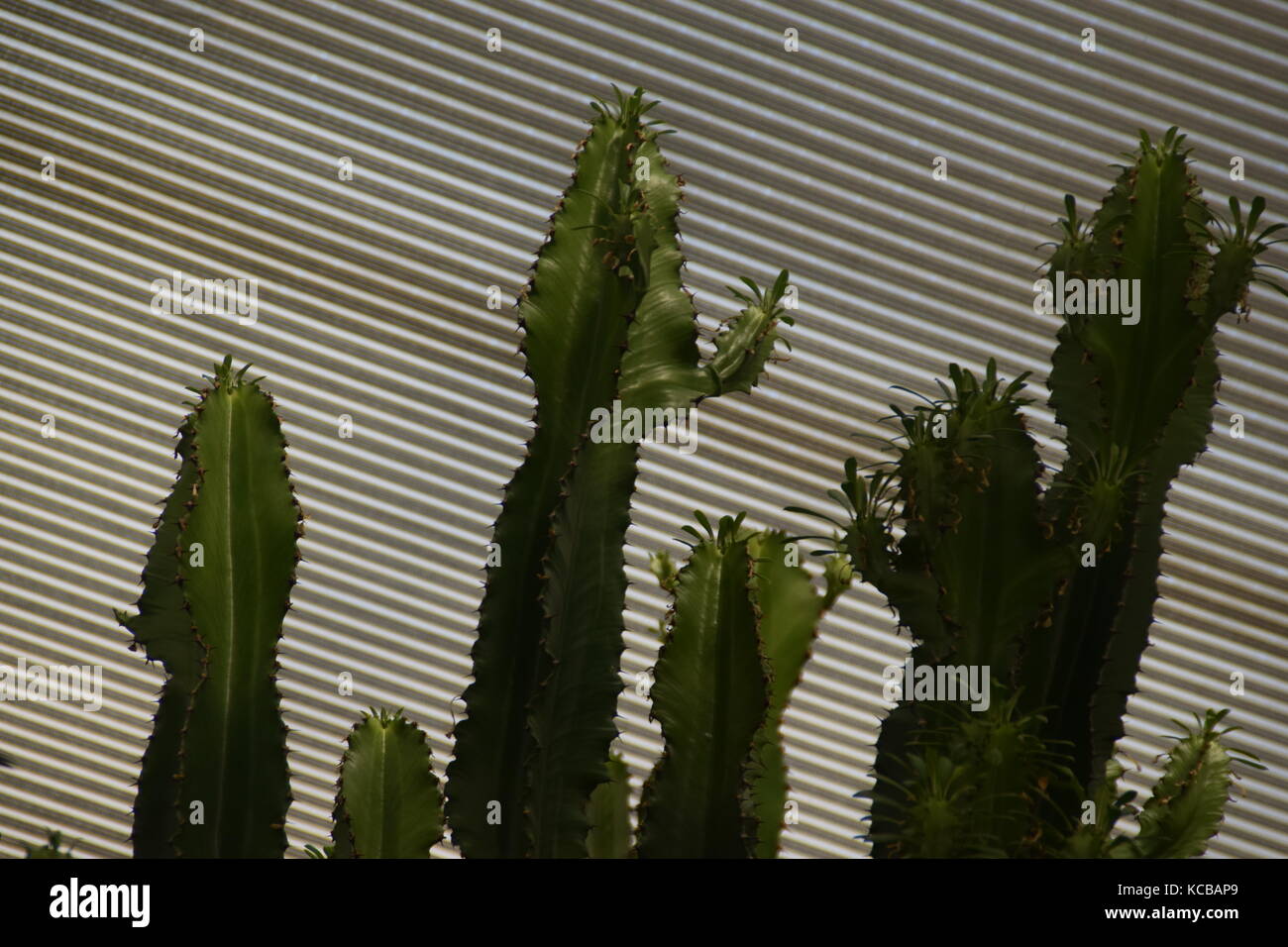 CACTUS TROPICALES striped back - cactus tropicals no spikes Stock Photo ...