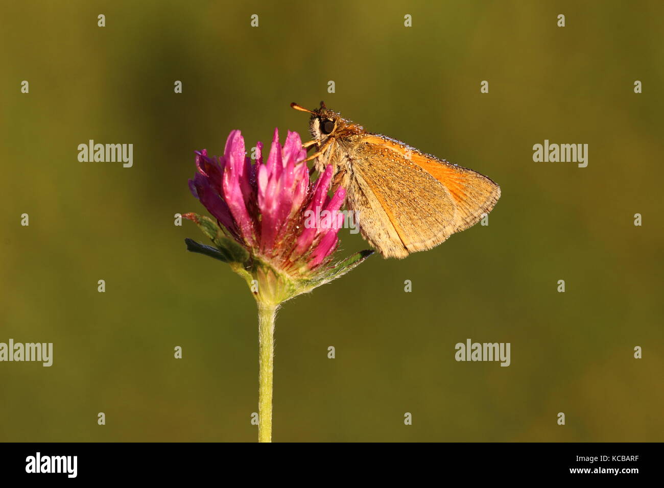 Female Small Skipper butterfly Stock Photo - Alamy