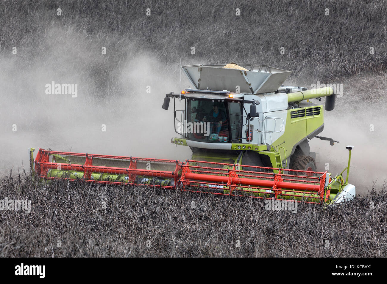 A combine harvester cutting a crop of horse bean or field bean and type ...