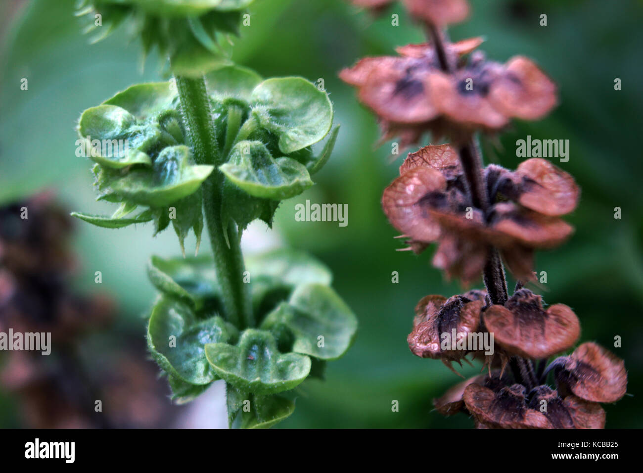 Green basil growing in an orchard Stock Photo - Alamy
