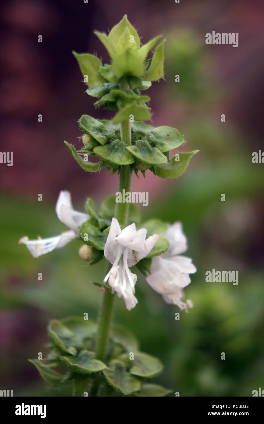 Close up holy basil plant hi-res stock photography and images - Alamy