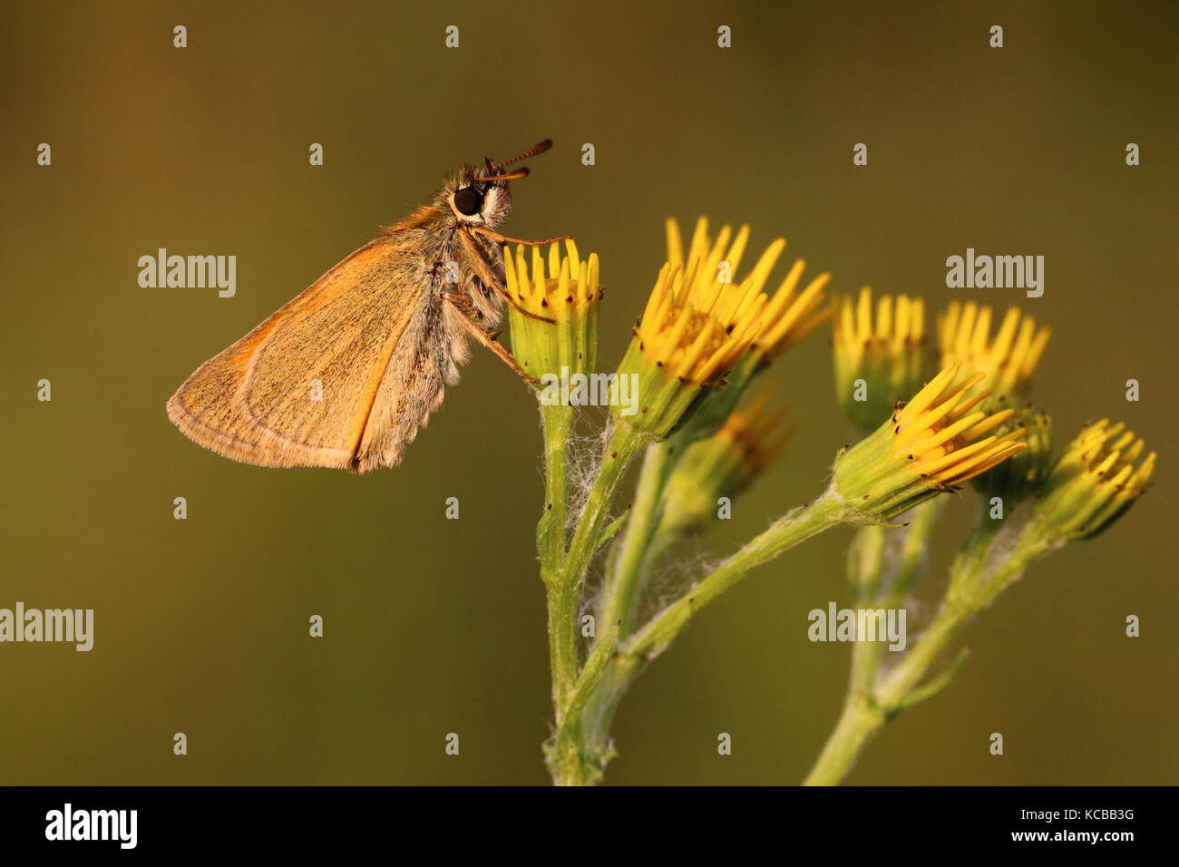 Female Essex Skipper butterfly Stock Photo - Alamy