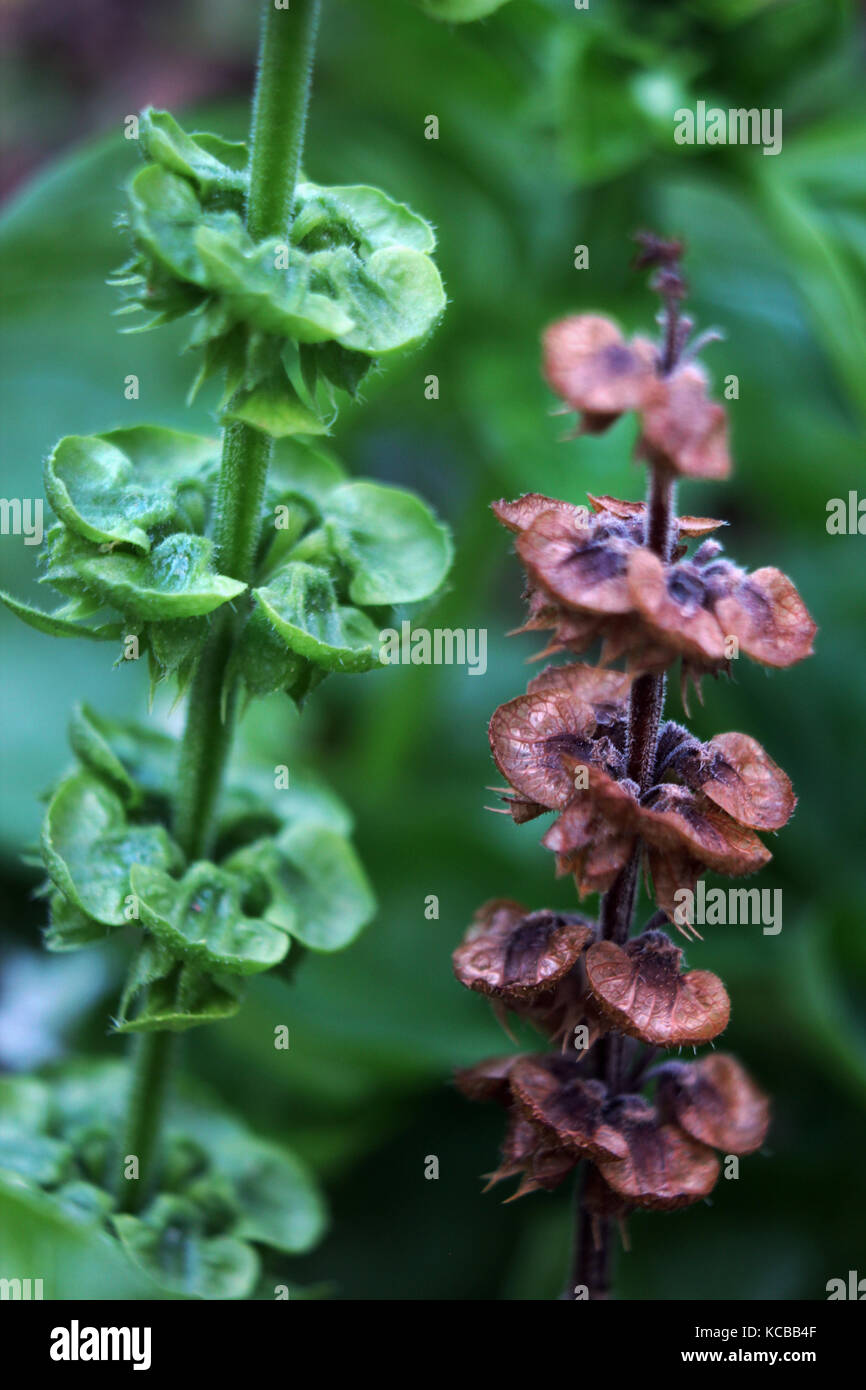 Herbs of orchard hi-res stock photography and images - Alamy
