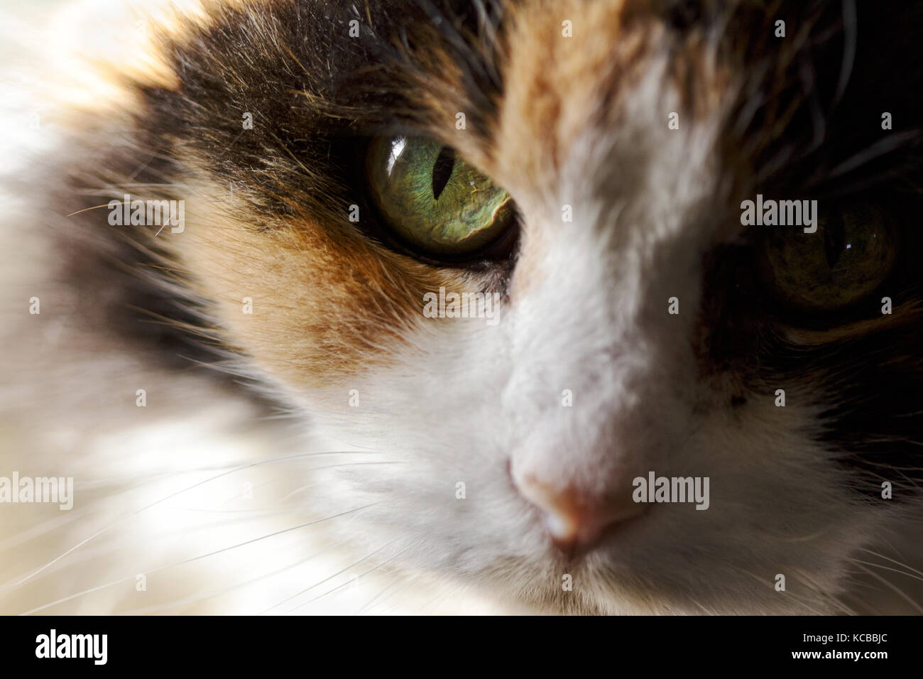 A close-up of a calico cat (Felis catus) with one eye in the shadow and ...