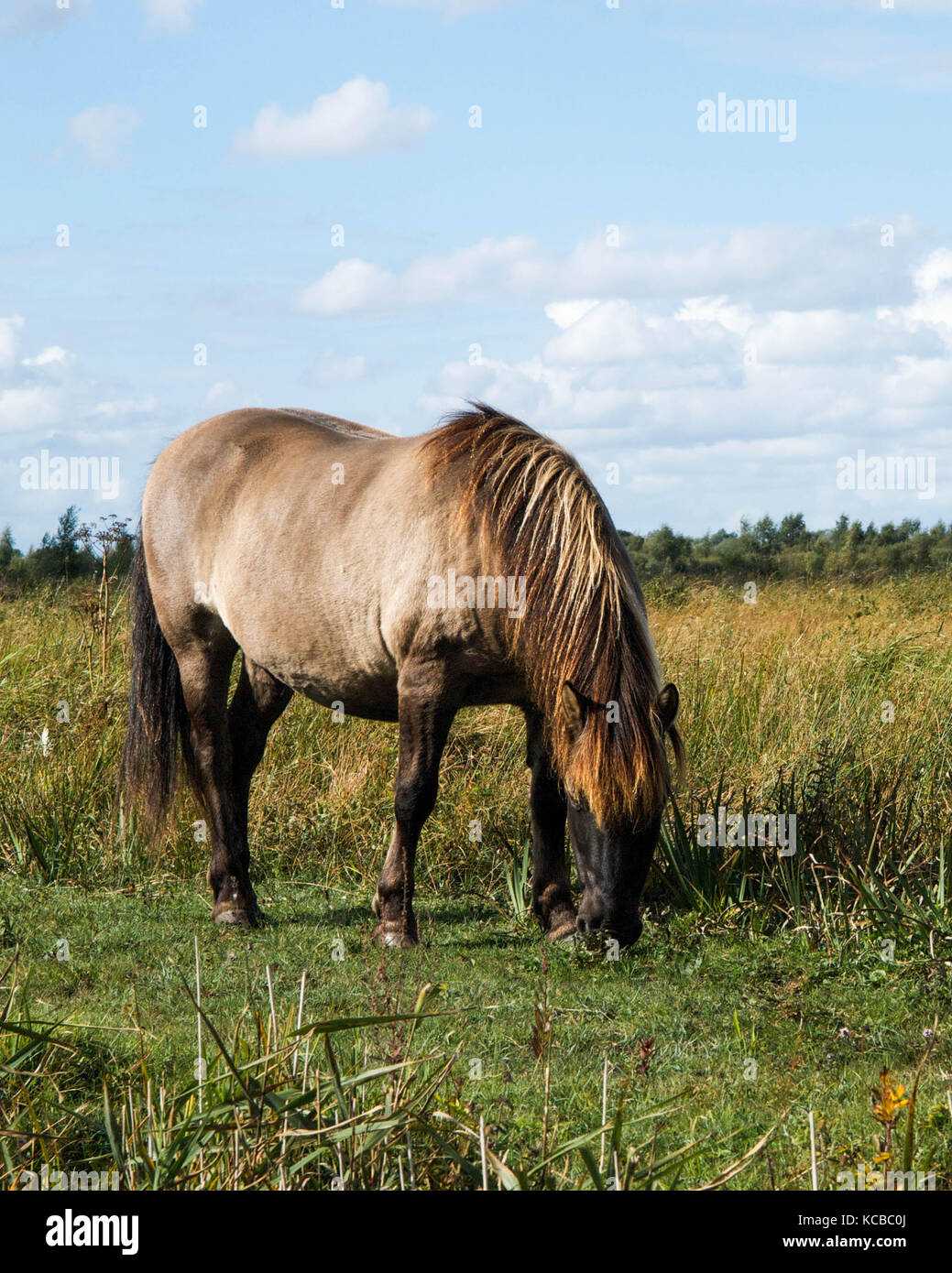 Wicken fen horse hi-res stock photography and images - Alamy