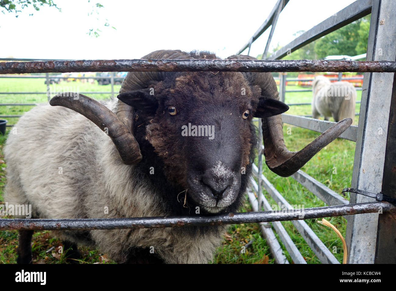 Farm Ram behind farm fence Uk Stock Photo - Alamy