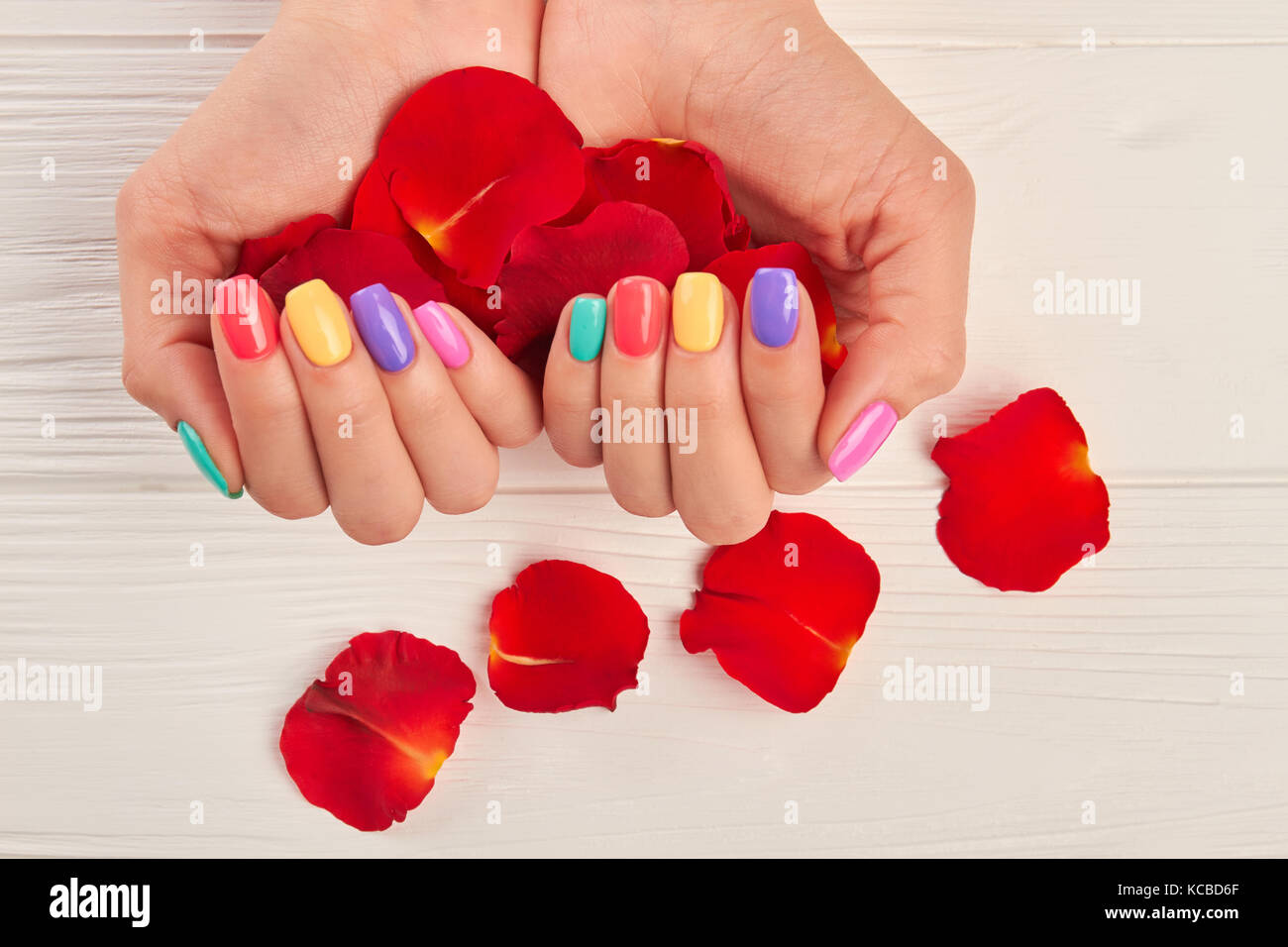 Rose petals in manicured hands Stock Photo - Alamy