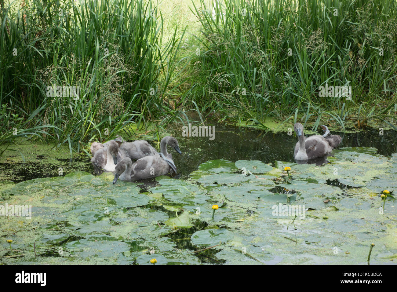 Signets on canal Stock Photo - Alamy