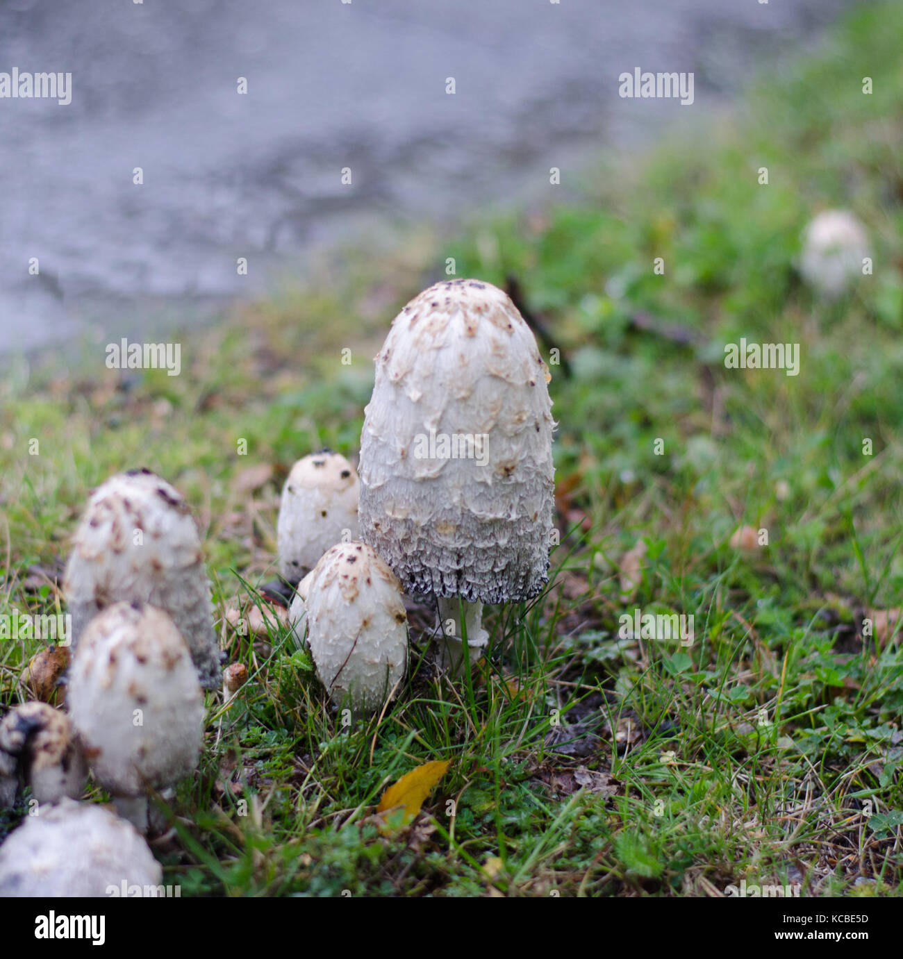Several shaggy mane mushrooms hi-res stock photography and images - Alamy