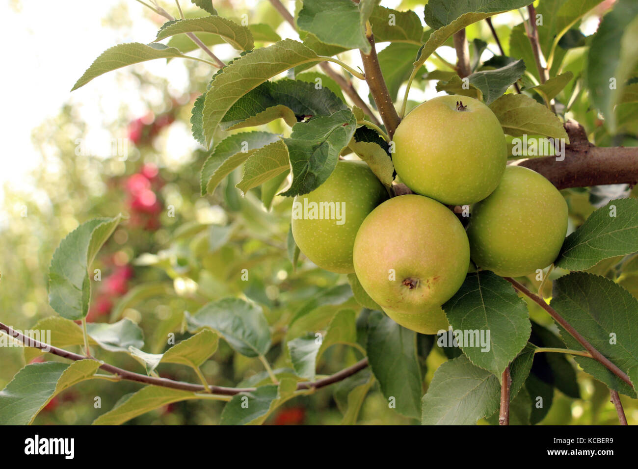 ripe apples in an orchard ready for harvesting,image of a Stock Photo ...