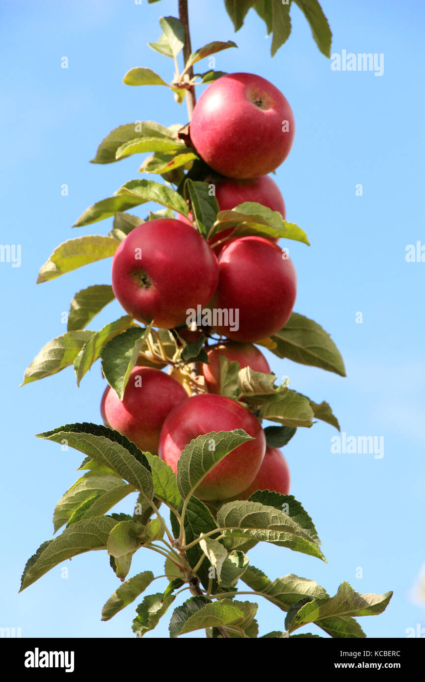 ripe apples in an orchard ready for harvesting,image of a Stock Photo ...