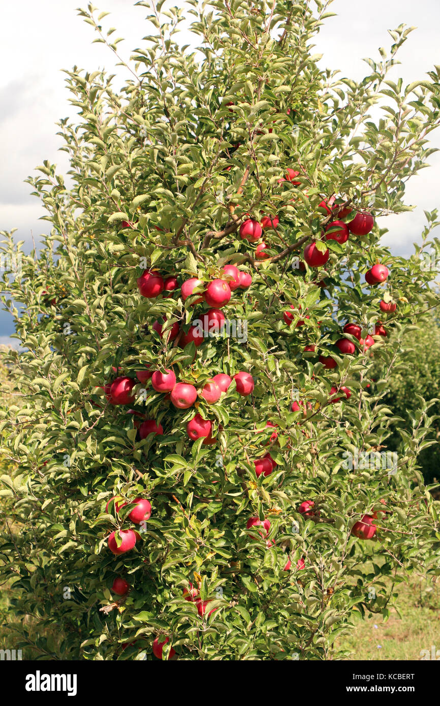 ripe apples in an orchard ready for harvesting,image of a Stock Photo ...