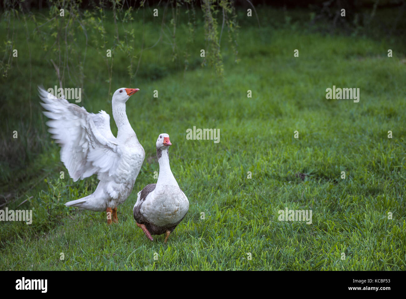 Family of young domestic geese grazing on a lush meadow Stock Photo - Alamy