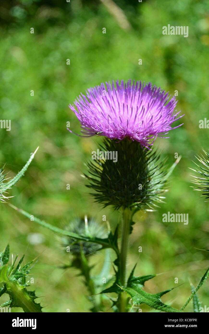 Scottish thistle with purple flower Stock Photo - Alamy